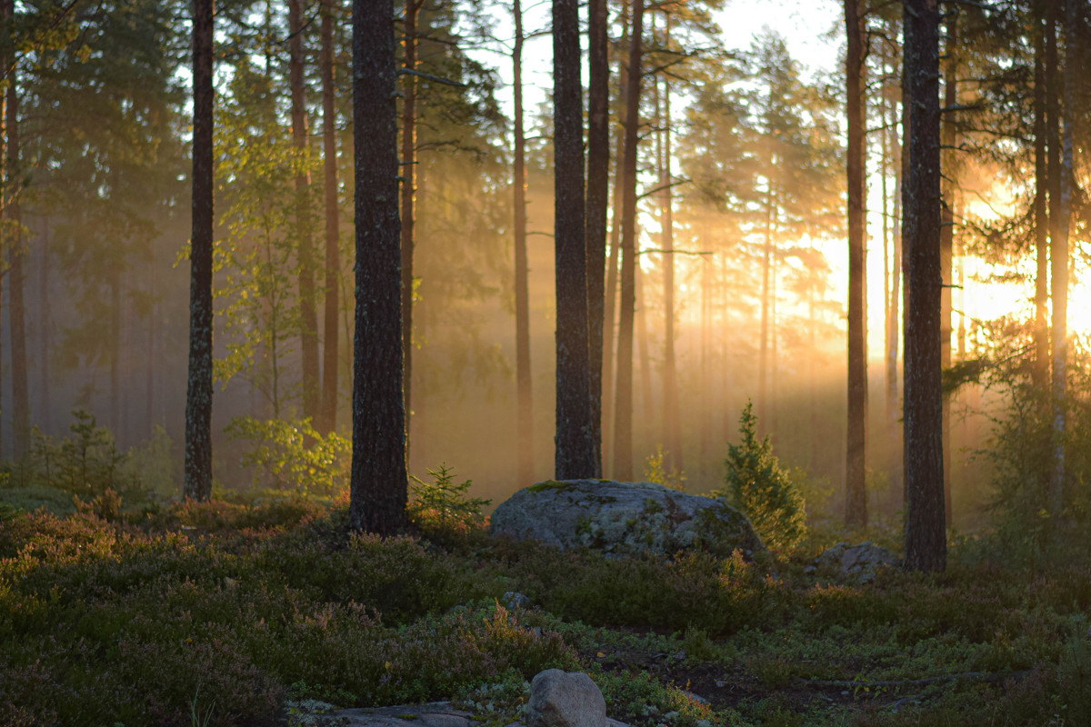 Raseborgs stads skogsplan 2024–2034 – ge dina kommentarer! – Raseborg